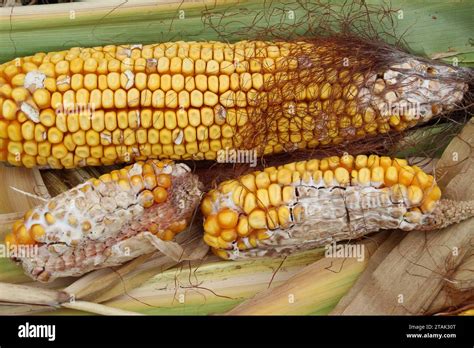 Corn Cobs Affected By A Fungal Disease Fusarium Fusarium Moniliforme