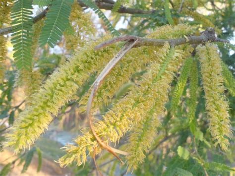 Types Of Trees With Thorns Pictures And Names Identification Guide