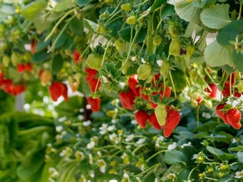 Erdbeeren Düngen Der Beste Dünger Für Eine Saftige Ernte