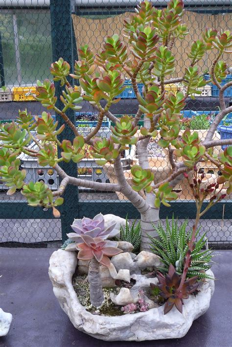 Pin By Gabriela Rácová On Crassula Ovata Bonsai Succulent Garden Diy Bonsai Plants Bonsai