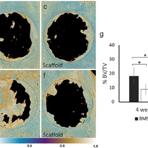 BMSC And ASC Attachment Proliferation And Osteogenic Differentiation