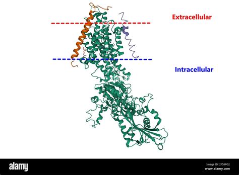 The Definition Of Sodium Potassium Pump At Thomas Lintz Blog