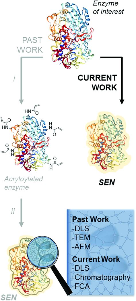 Synthetic Protocols To Produce Sens Past Work I Lysine Modification