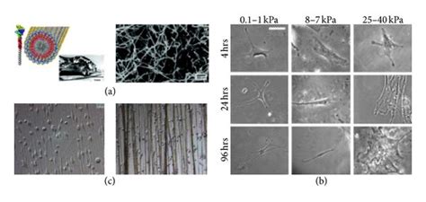 A Self Assembled Peptide Micro And Sem View Of The Produced Download Scientific Diagram