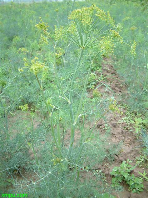 莳萝图片 莳萝种植 莳萝种类 动植物