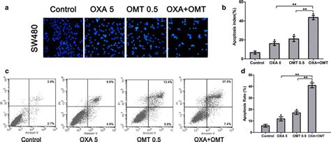 Combination Treatment With Omt And Oxa Induced Cell Apoptosis In Sw480