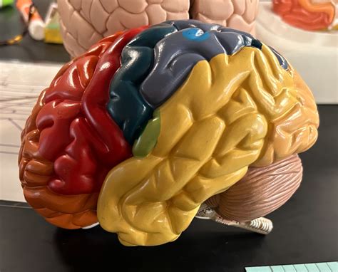 Functional Areas Of The Cerebal Cortex Diagram Quizlet