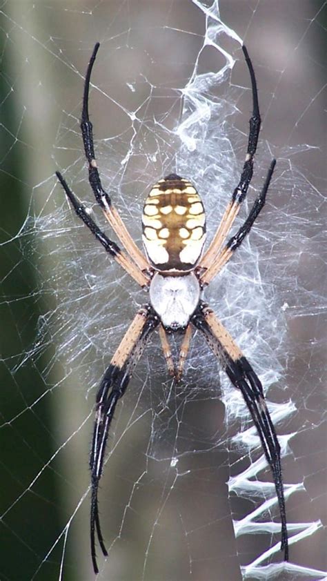 Yellow Garden Spider Texas Common Spiders Texas Insect Identification
