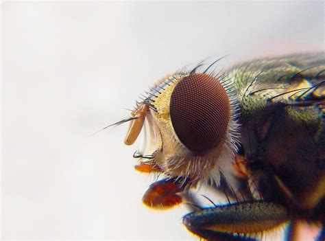Alertan en México por presencia de mosco que transmite virus mortal