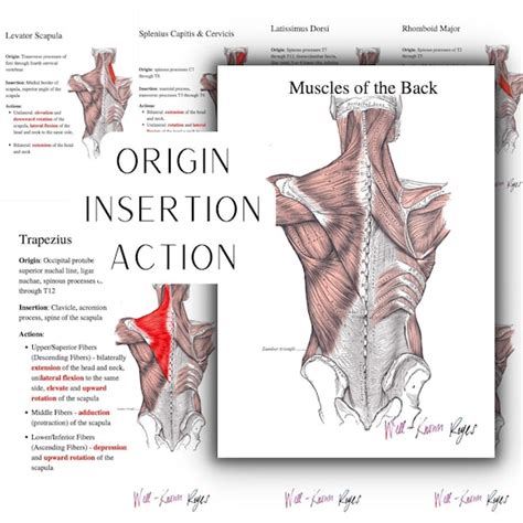 Muscles Of The Trunk And Back Origin Insertion Action Etsy Uk