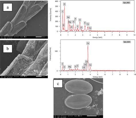 Sem Images And Edx Spectra Of Iabb A Before Cd Ii Biosorption B Download Scientific