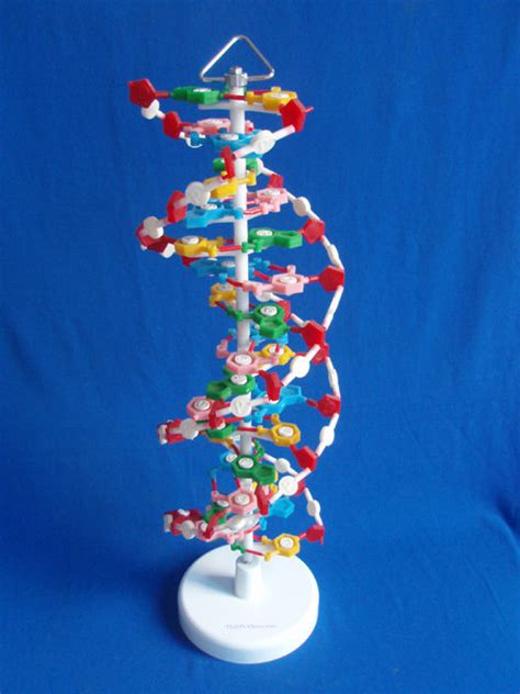 Sweatt Blog How To Make A Dna Model