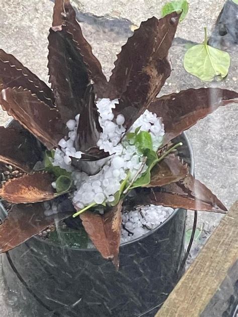 Hail In Hico Tx
