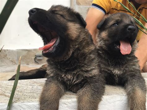 Regalo Cachorros De Pastor Aleman Valencia