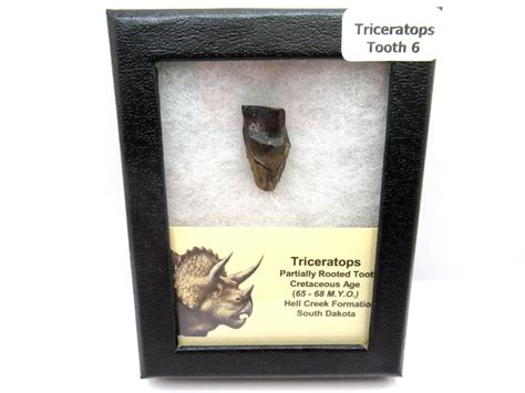 Triceratops Tooth Partial Root Tooth 6 Fossils For Sale