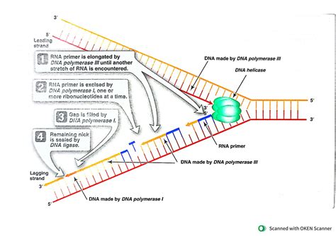 SOLUTION Replication Repair Mechanisms Schematic Diagrams Studypool