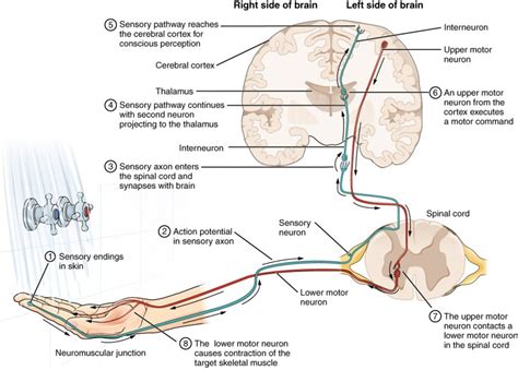 The Function Of Nervous Tissue Anatomy And Physiology I