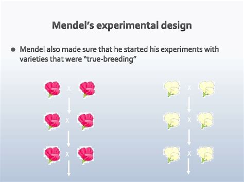 Gregor Mendels Monastery Garden Fig 2 2 1