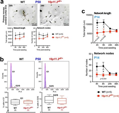 In Vitro Network Formation Assay Using Primary Cecs From P14 And P50 Download Scientific