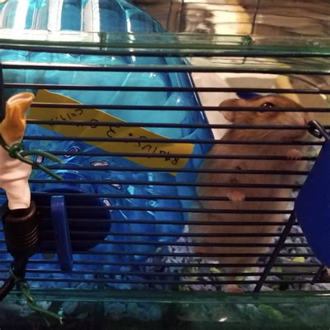 Hamster Exercise Data Kaggle