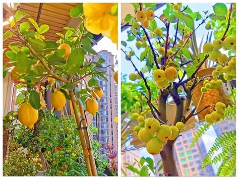 深圳一女子曬出自家陽台綠植遍布瓜果飄香又溫暖又治癒 每日頭條