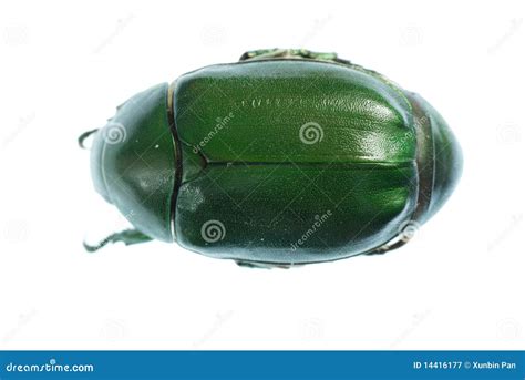 Green Beetle Insect Stock Image Image Of Brown Biology 14416177
