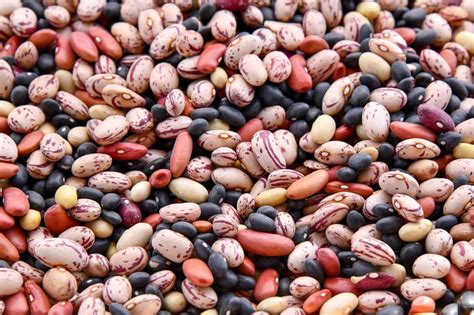 The Benefits Of Eating Beans The Bean Bites