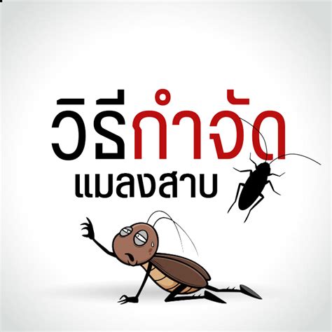 วิธีกำจัดแมลงสาบ ยาฆ่าแมลง เพียงแค่หยดเดียว รีวิวลูกค้า ซื้อมาของมาส่ง รีบนำไปใช้ หยดทิ้งไว้
