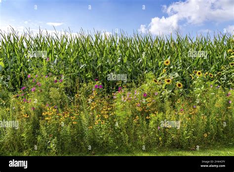 Flower Strips On A Maize Field The Various Flowers And Plants Not Only