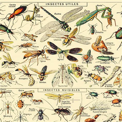 Insect Id Chart