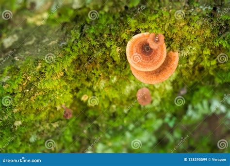 Ganoderma Lucidum On Green Moss Stock Image Image Of Leaf Ganoderma 128395599