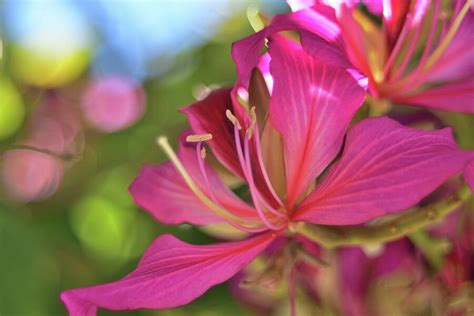Orchid Tree Flower 2 Photograph By Diana Rozenshteyn Fine Art America