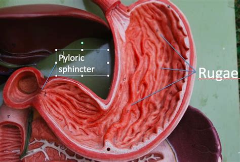 Gastric Rugae John Campbell Flickr