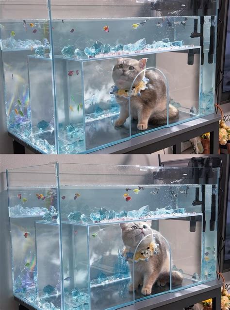 ทาสแมว ตู้ปลาสวย แมวก็ชอบ 😍 Facebook