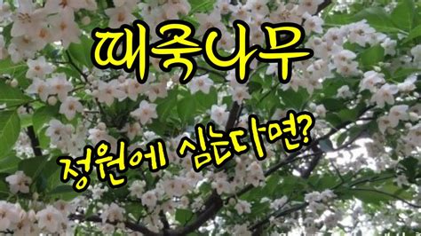 물고기 잡는 나무 때죽나무를 정원수로 심으면 Youtube