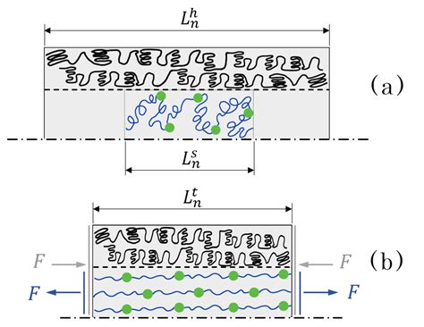 Outer And Inner Regions Have Different Natural Lengths A Leading To A
