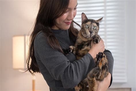 「サビ猫」ってどんな猫？性格や特徴など、魅力を5連発！美しい柄はどうやって生まれるの？ Cube ニュース