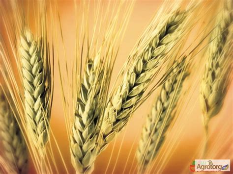 Ячмень куплю Харьковская обл Ячмень — Agrotorg Kh