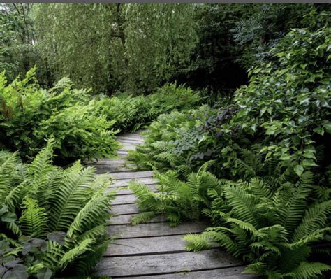 Best 12 Basic Fern Identification Artofit