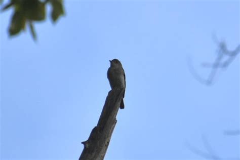 Eastern Wood Peewee Or Phoebe Rwhatsthisbird