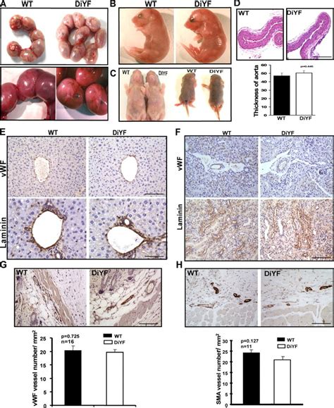 Embryogenesis And Vascular Phenotypes Are Broadly Normal In Adult Diyf