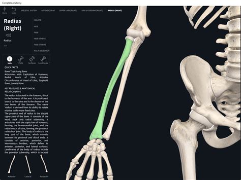 Radius Bone