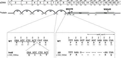 Schematic Representation Of The Structure Of Feline C Kit Gene And