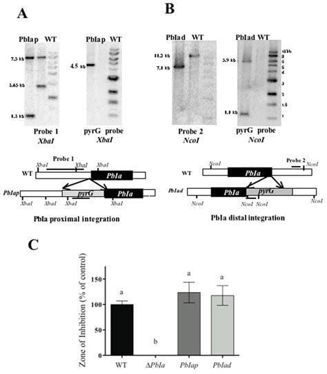 Schematic Representation And Southern Blot For The Insertion Of The