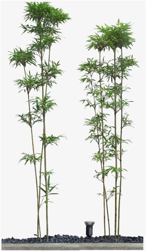 竹子图片素材竹子图片 当图网