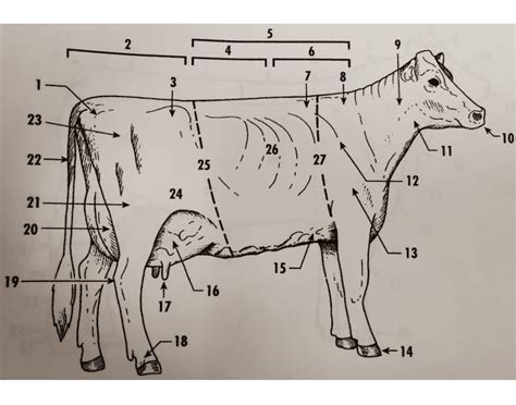 Dairy Cattle External Anatomy At Patricia Pacheco Blog