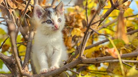 Kitten Spring Wallpaper 65 Images