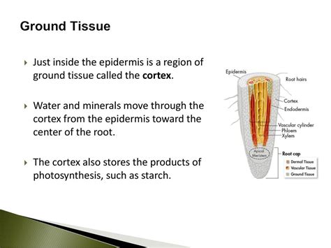 Roots Section Ppt Download