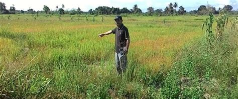 Petani Sawah Padi Keningau Tanggung Rugi Akibat Kemarau Malaysiaaktif