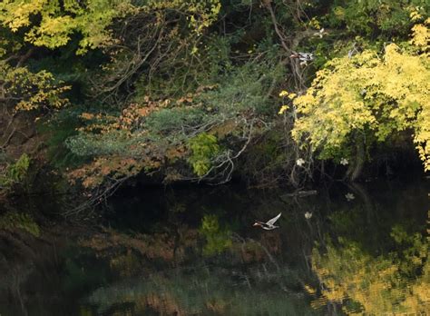 2024年納涼野鳥まつり乾 和義写真集 日本野鳥の会大阪支部ホームページ